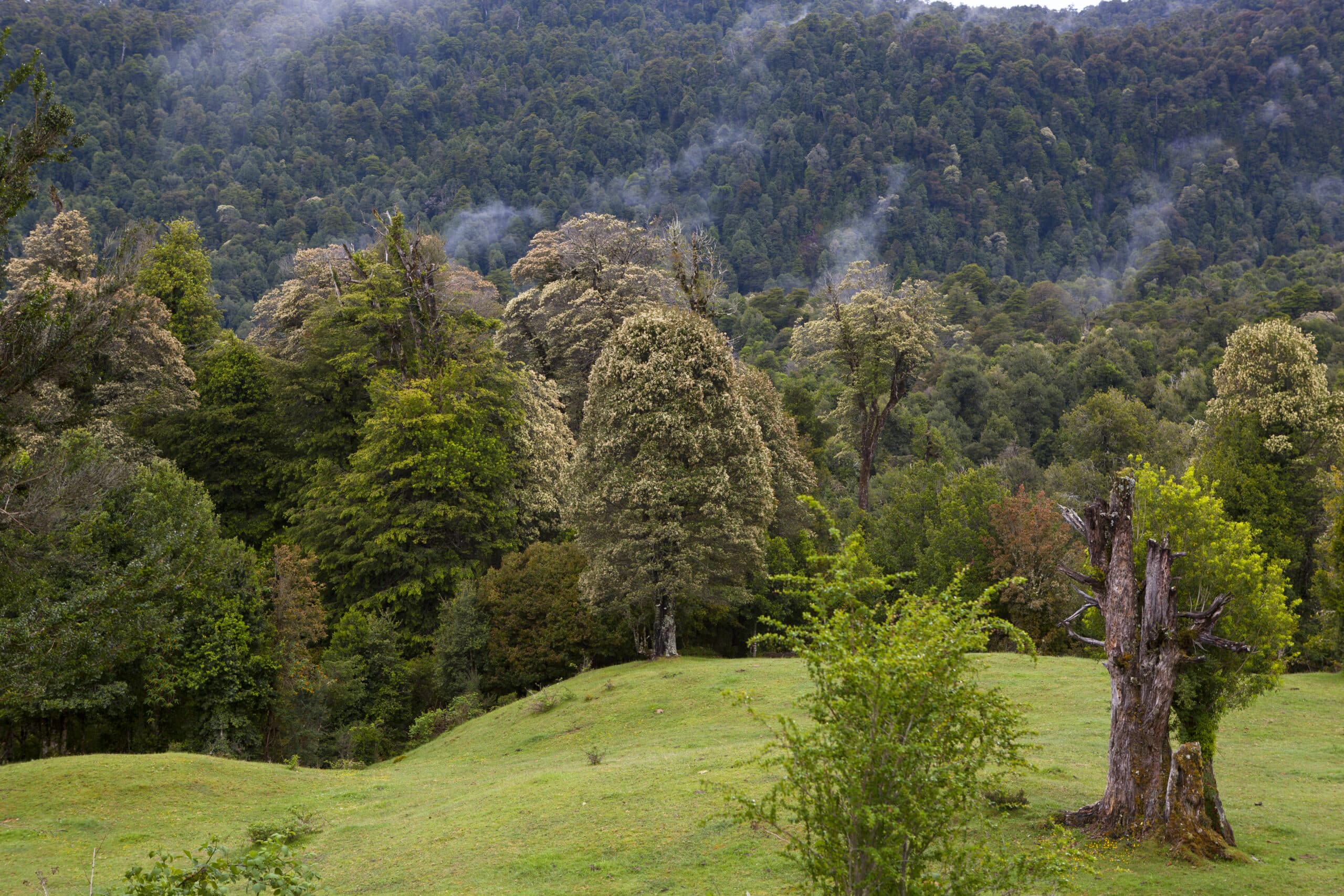 Entre volcanes y ríos: lugares turísticos del sur de Chile - Puyehue